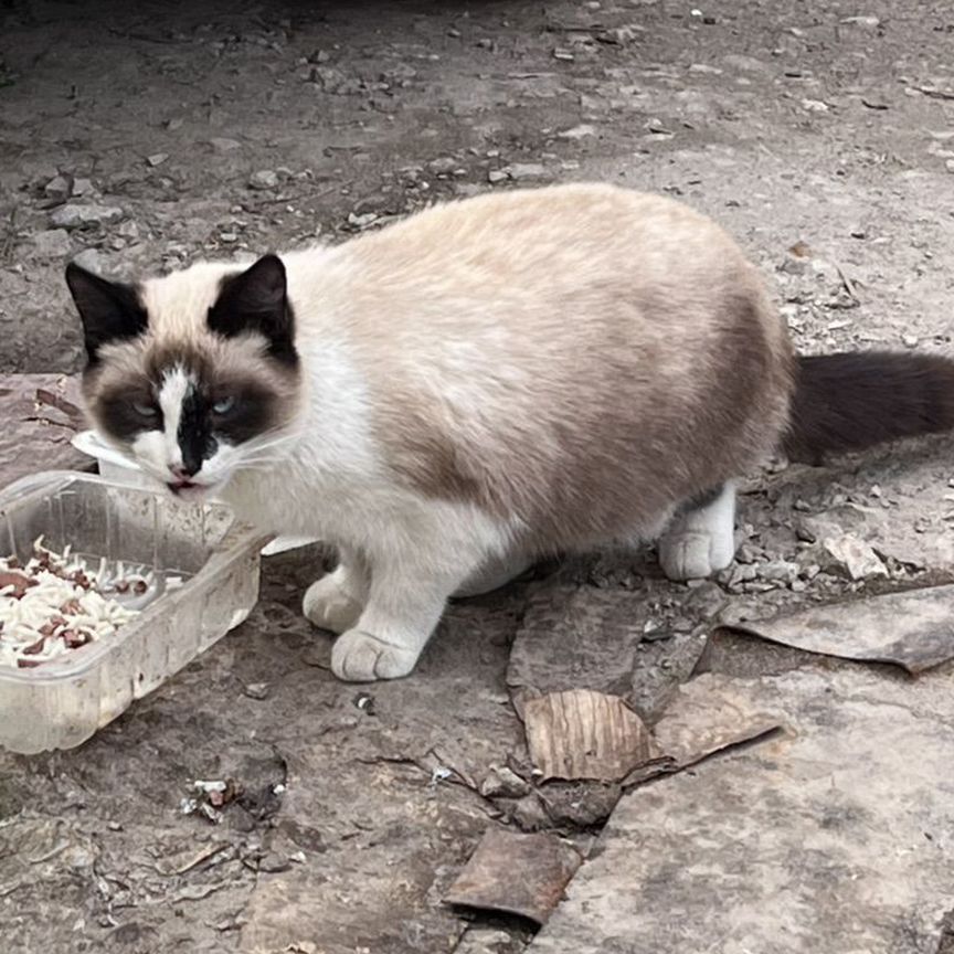 Сиамский котёнок