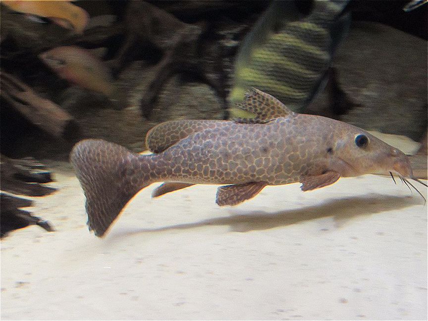 Сом Жирафовый (Auchenoglanis occidentalis)