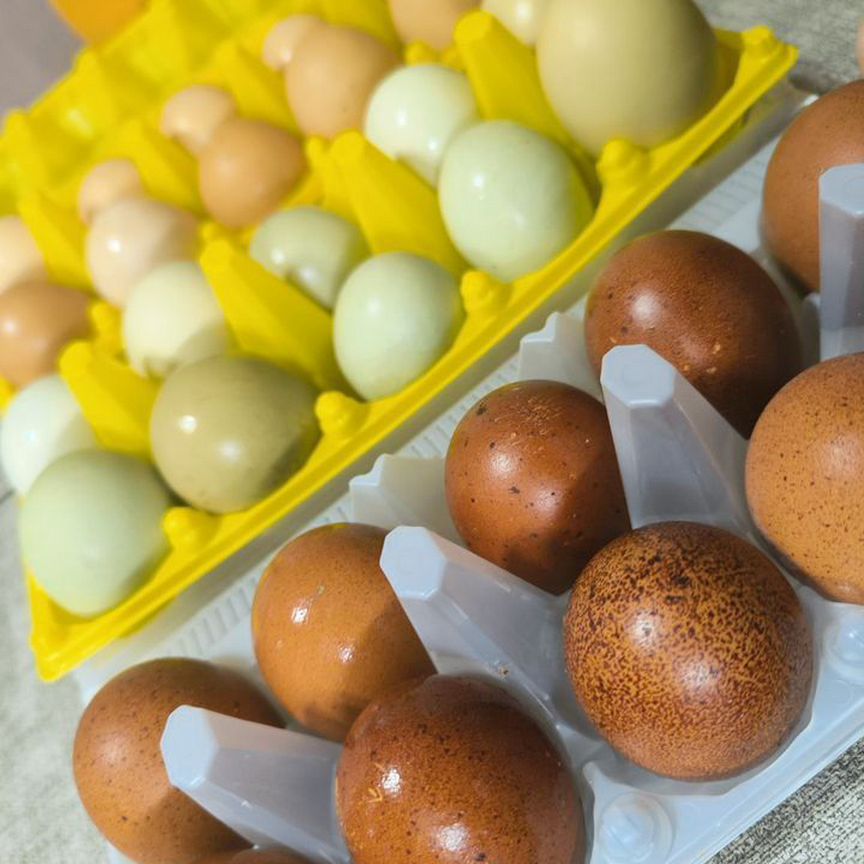 Цыплята маран