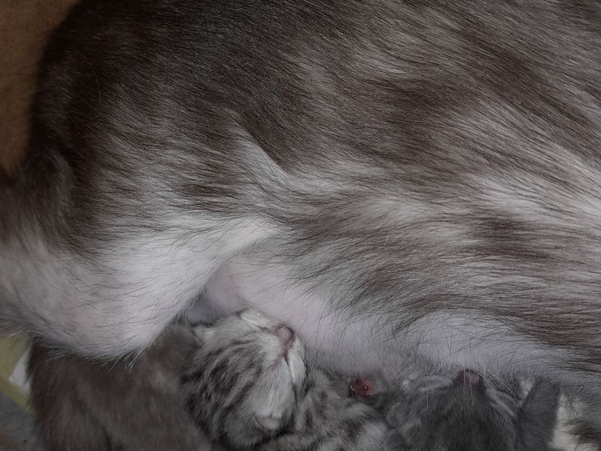 Шотландская вислоухая