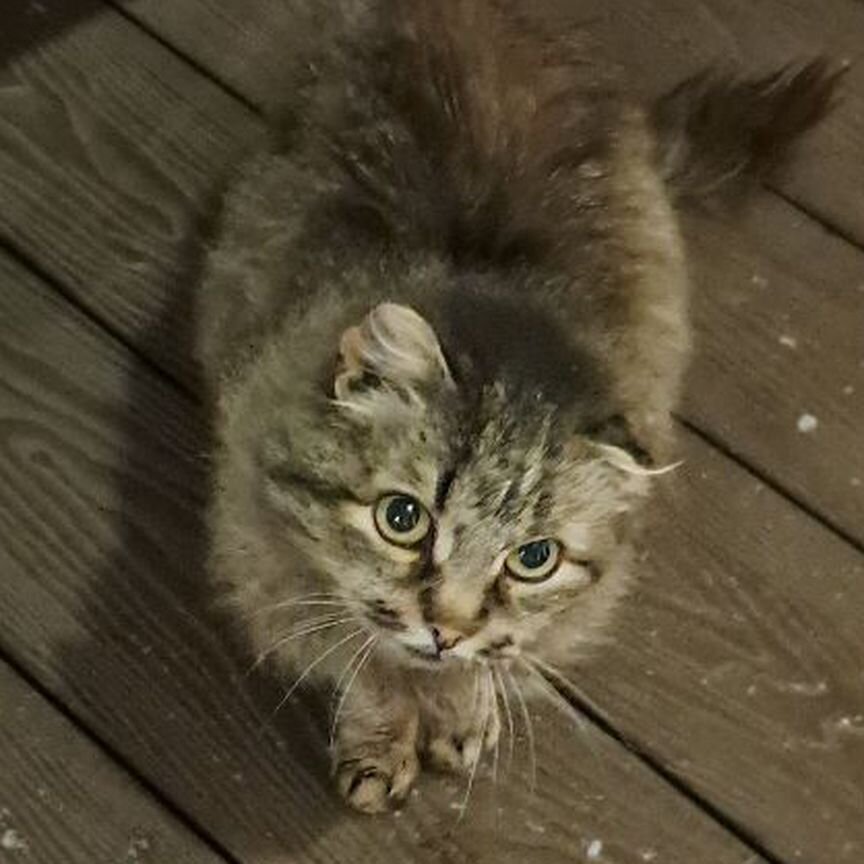 Котёнок в добрые руки