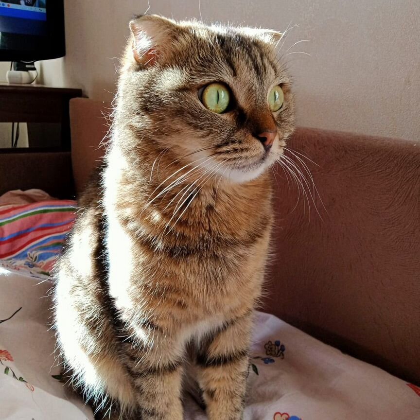 Кошки в добрые руки бесплатно