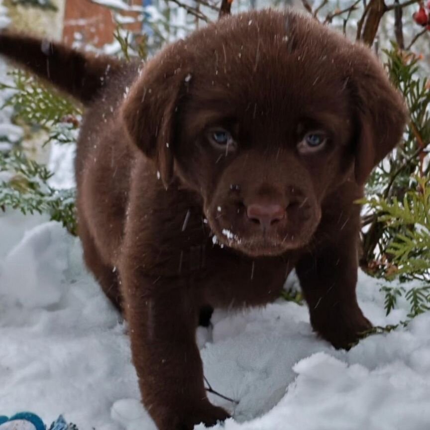 Лабрадор-ретривер, щенок