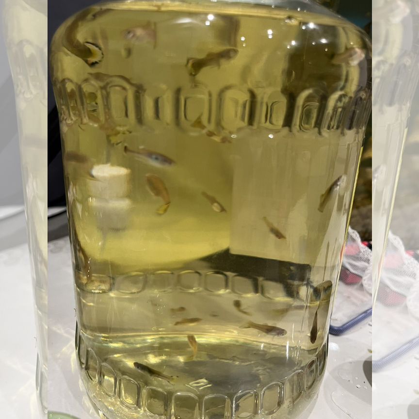 Рыбки гуппи