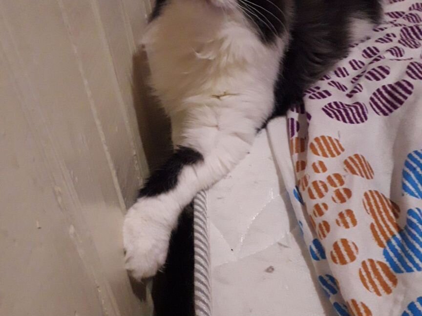Котенок