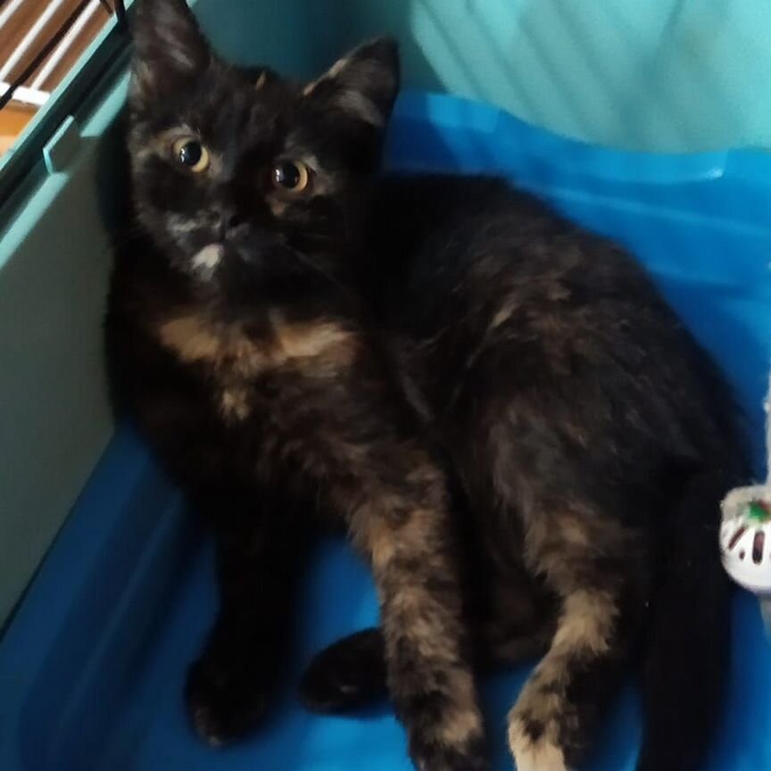 Котенок девочка