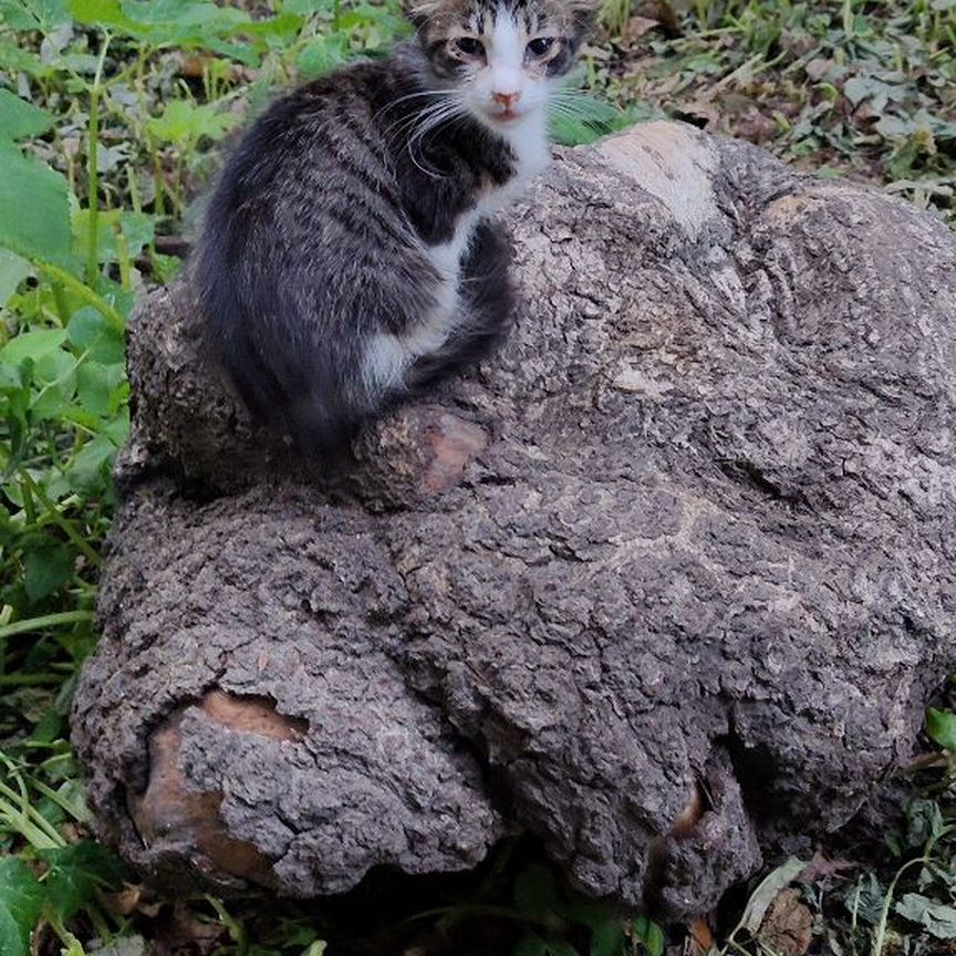 Котёнок в добрые руки