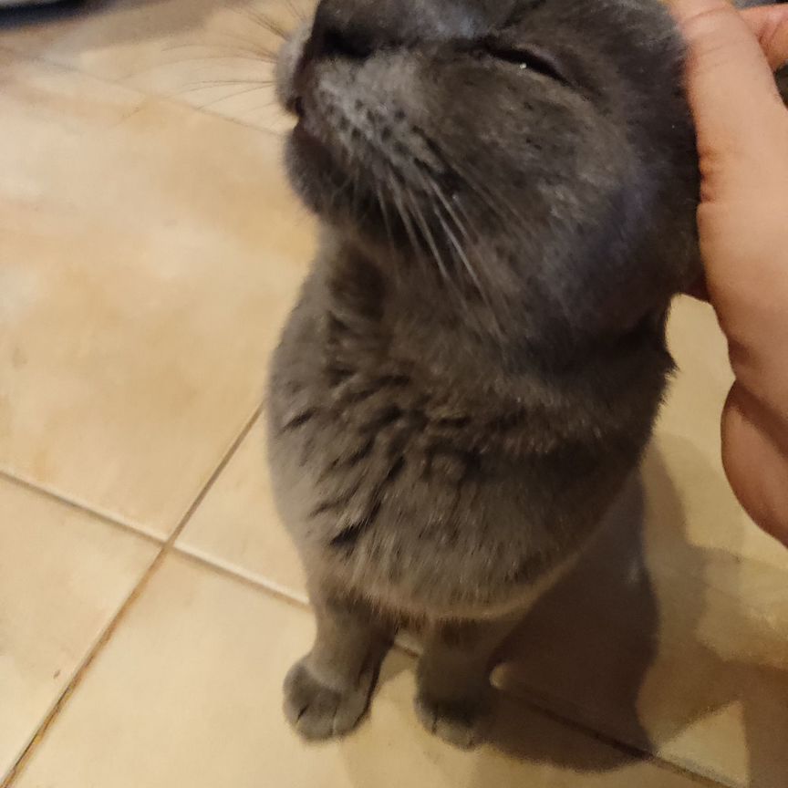 Найден кот, м. Коломенская