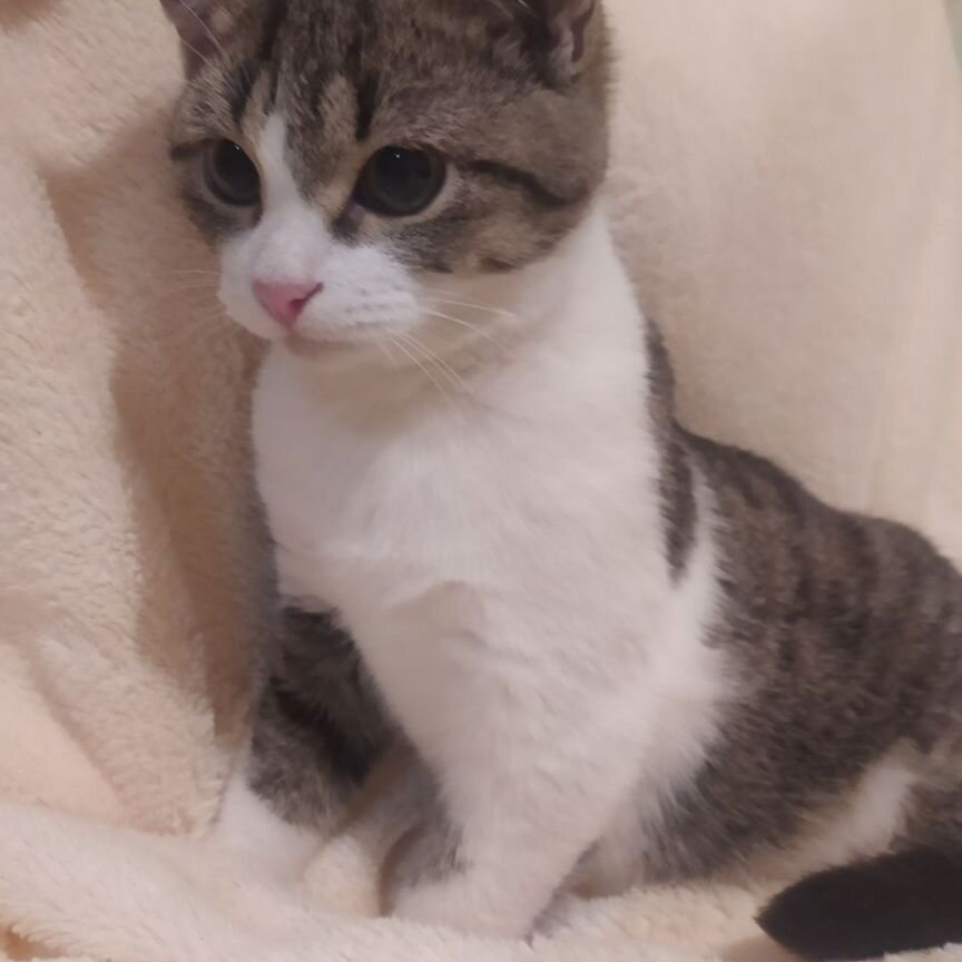 Котик