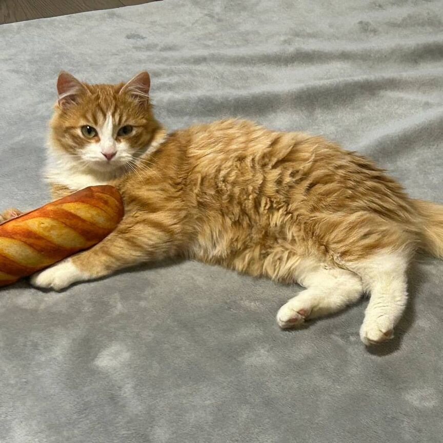 Рыжий котик