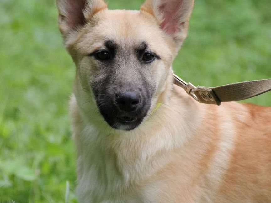 Собака в добрые руки отдам бесплатно