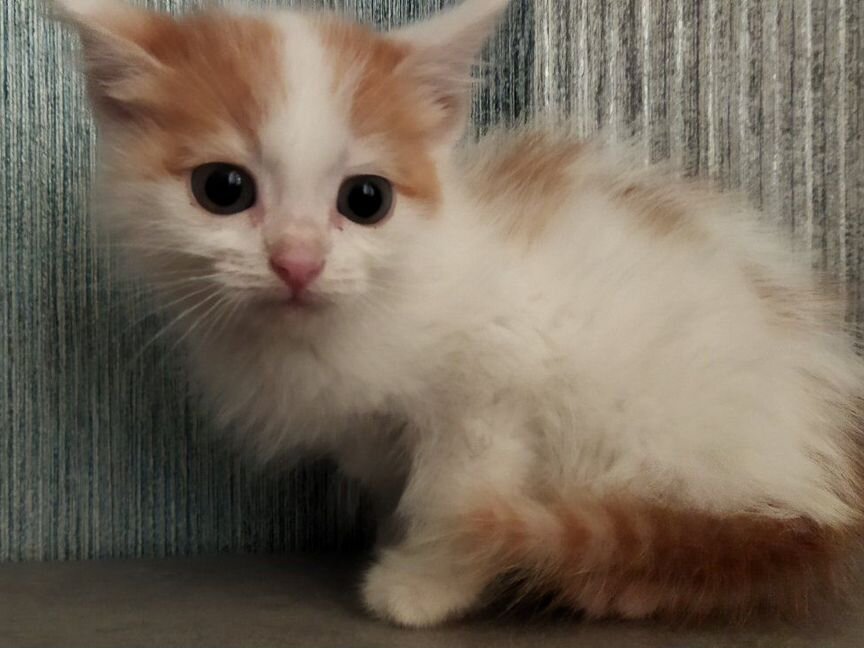 Кошка