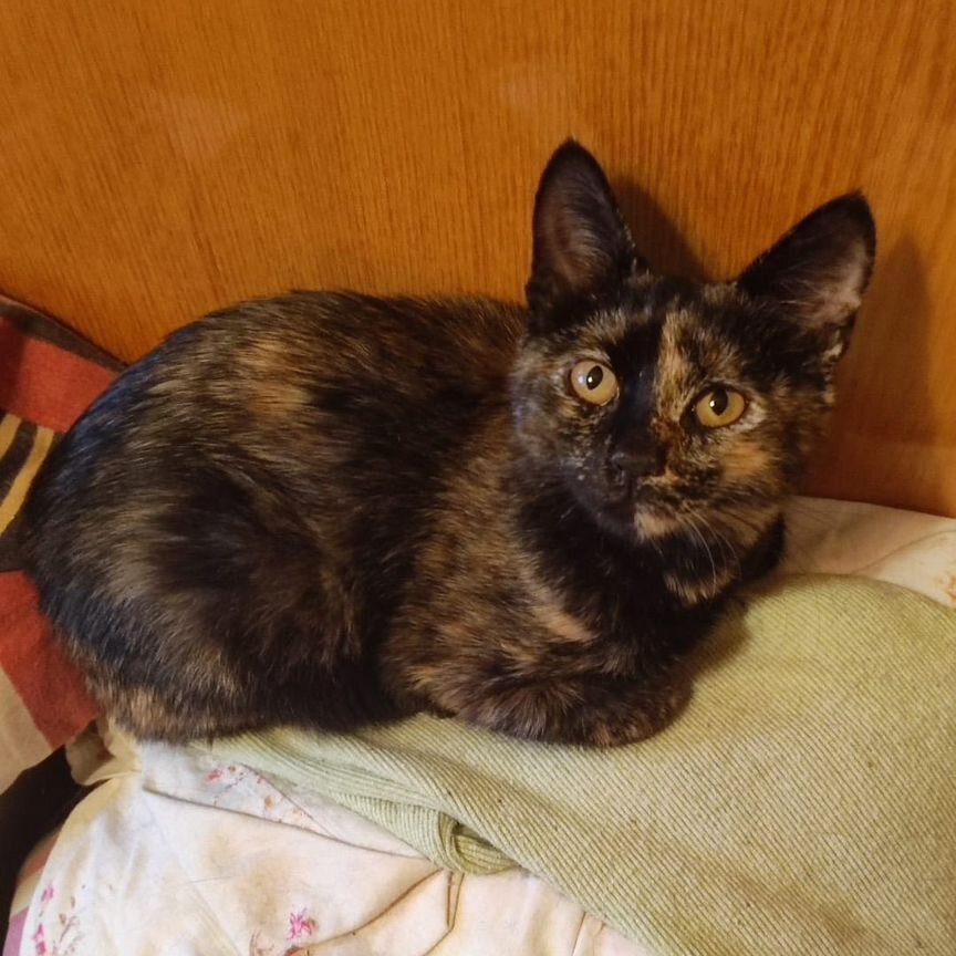 Котята