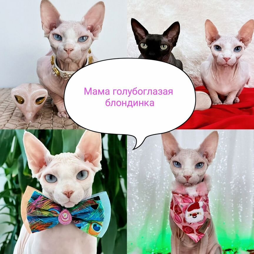 Котята от этой любви