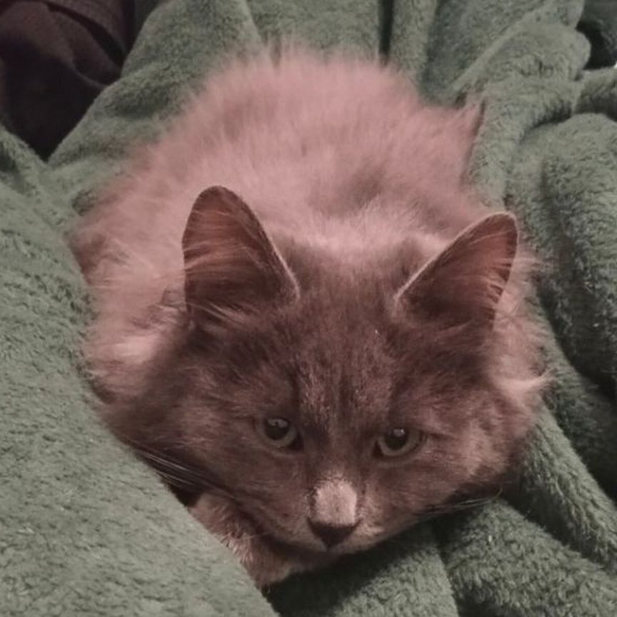 Отдам в добрые руки маленькую кошечку