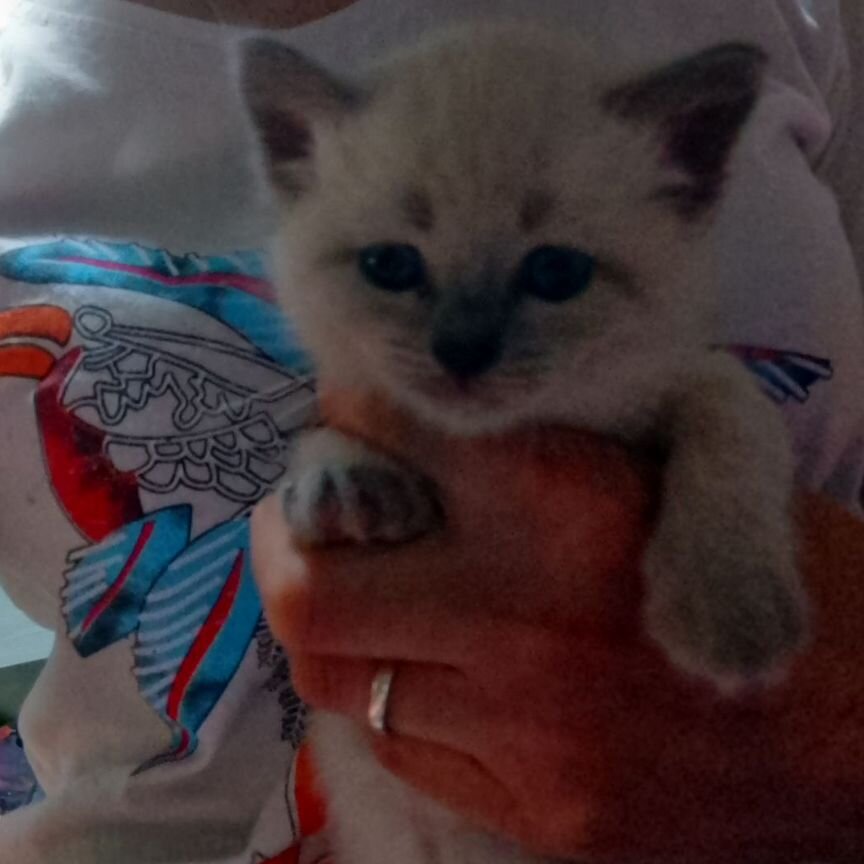 Котята