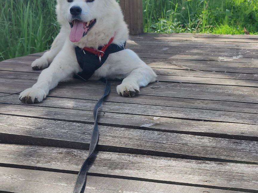 Собака хатико или акита