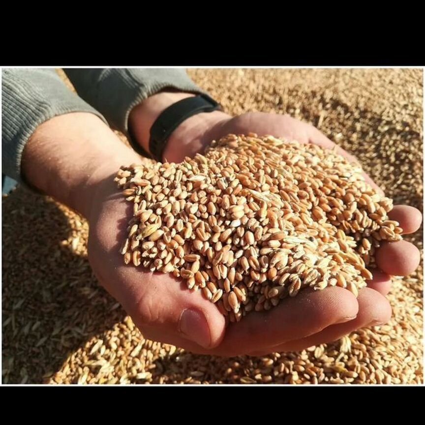 Пшеница на фураж. Урожай 2024г