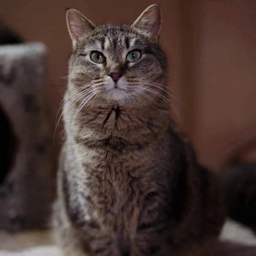 Брунгильда