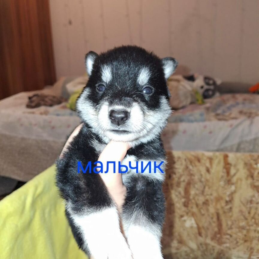 Щенки хаски