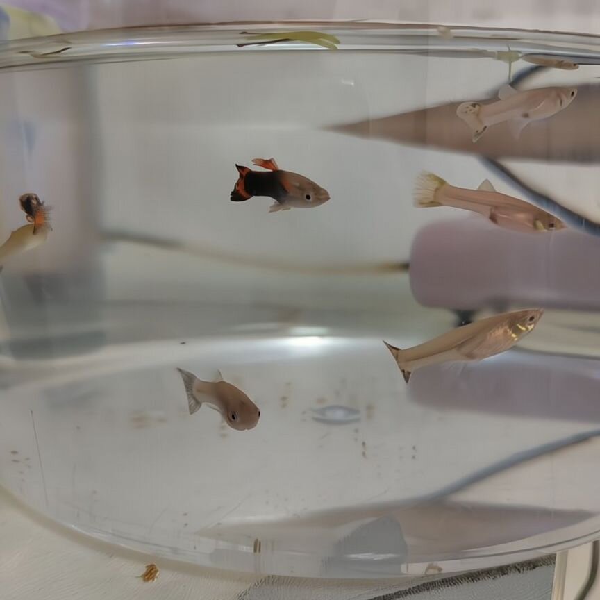 Аквариумные рыбки гуппи