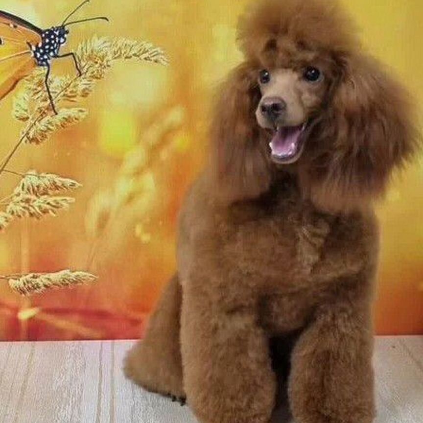 Карликовый пудель вязка