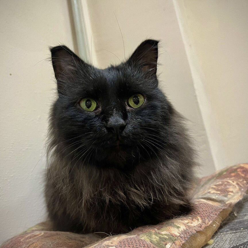 Очаровательный спокойный котик