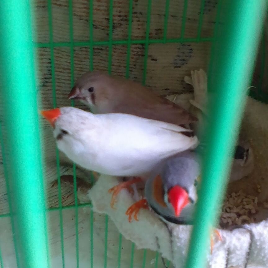Аммадинчики
