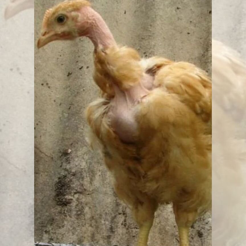 Голошейки-доминант подрощенные