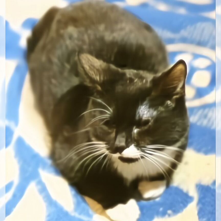 Взрослая, кошка в добрые руки