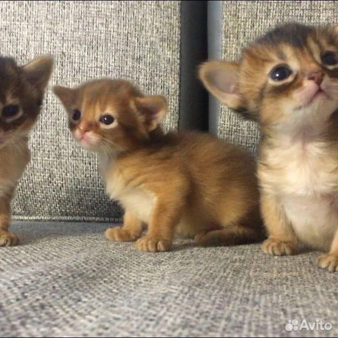 Сомалийские котята, кошки