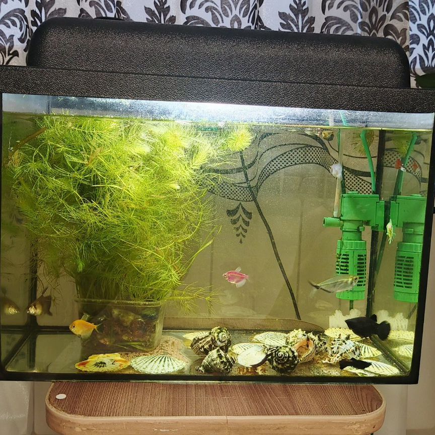 Аквариум с рыбками
