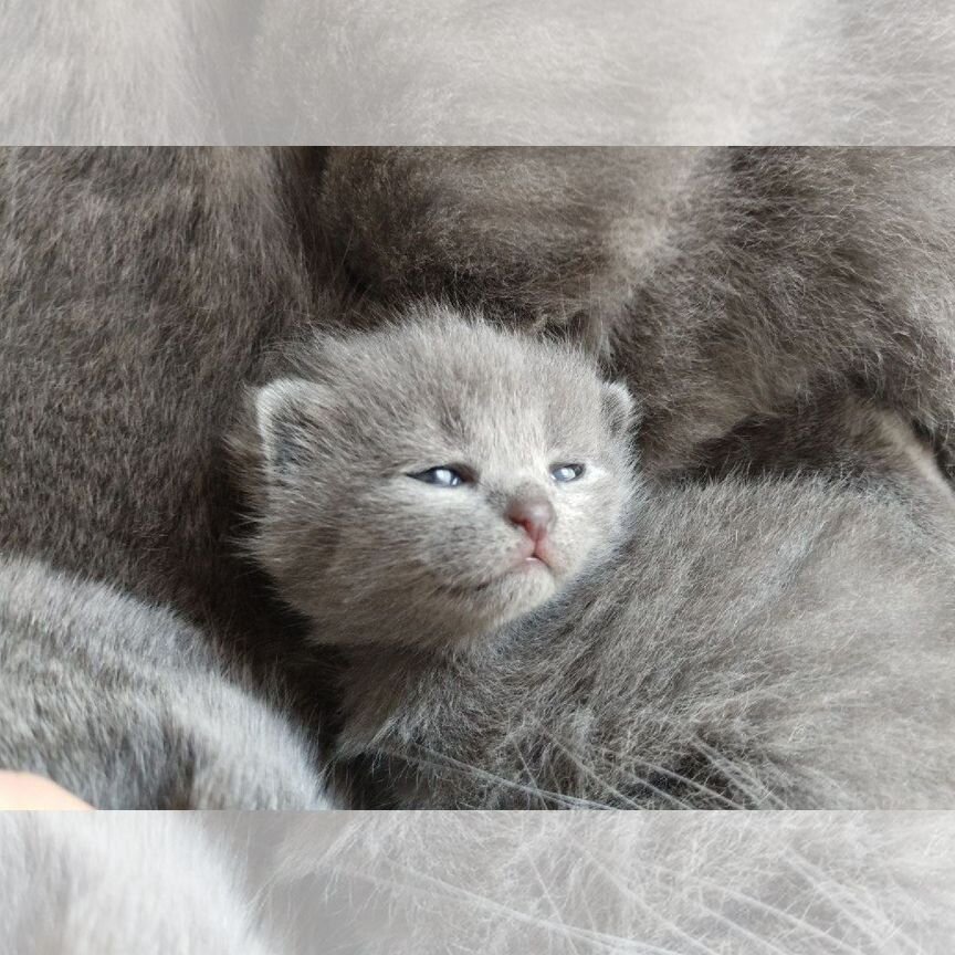 Шотландская