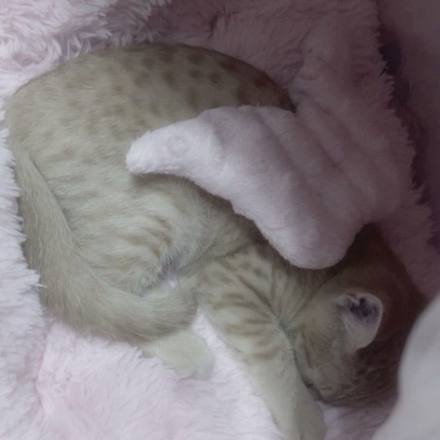 Котенок