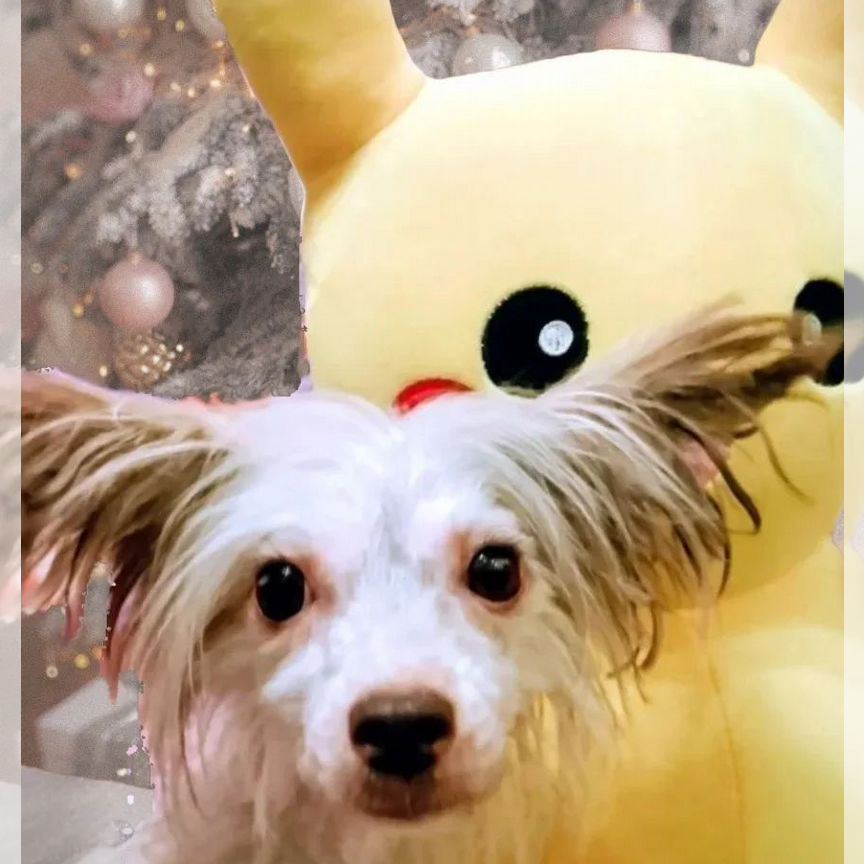 Китайская хохлатая, щенок