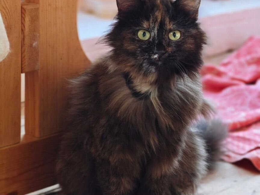 Кошка