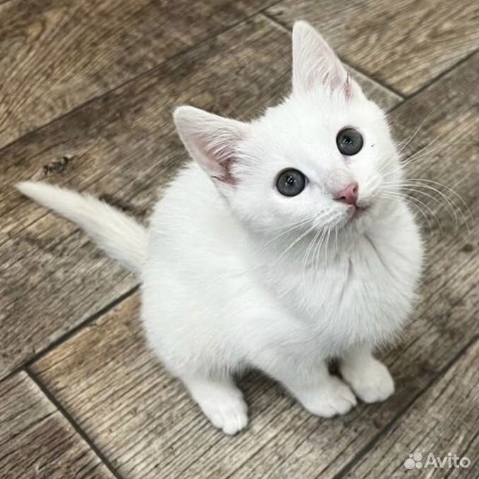 Белоснежная малышка в поисках дома