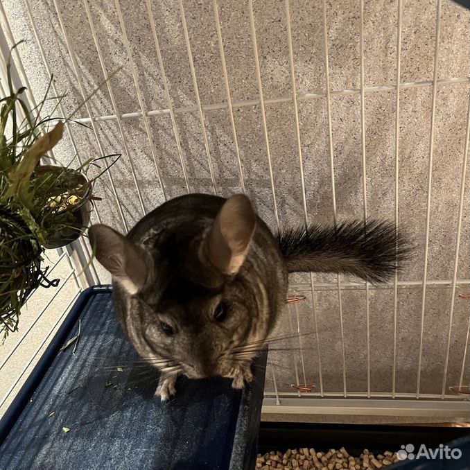 Шиншилла девочка 2 года