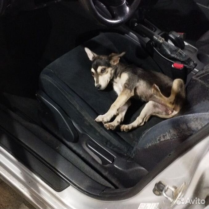 Крошка ушастая щенок подросток