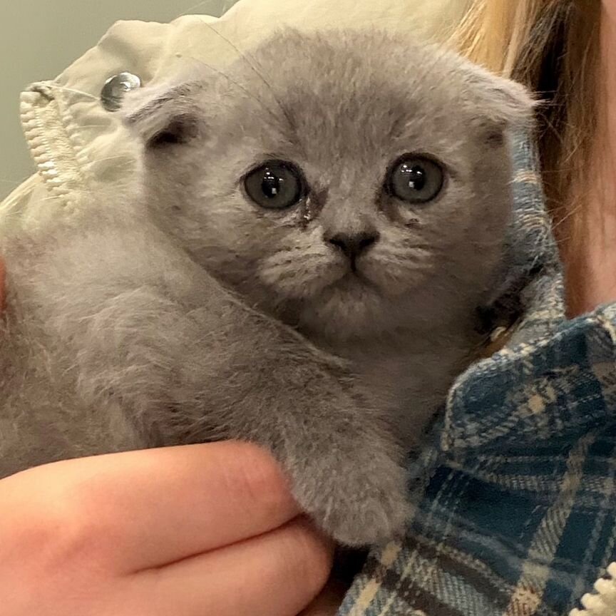 Шотландский вислоухий длинношёрстный котёнок