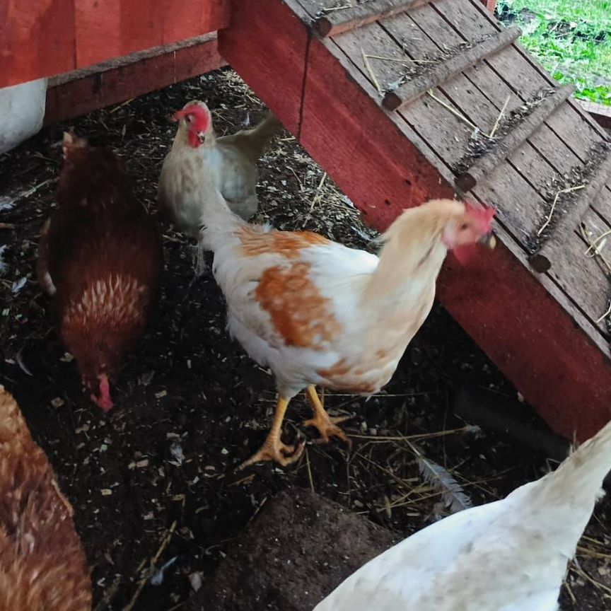 Куры петухи