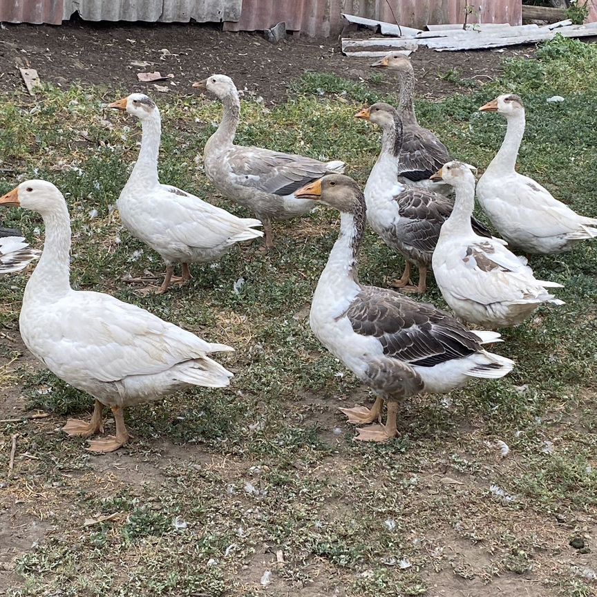 Гуси домашние