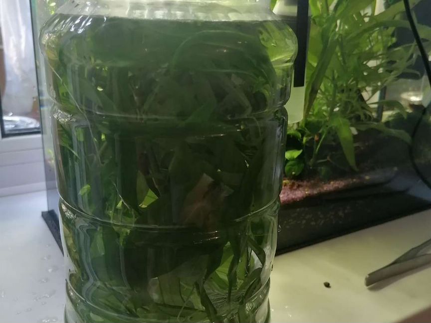 Прополка аквариумных растений