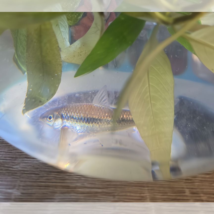 Сиамский водорослеед