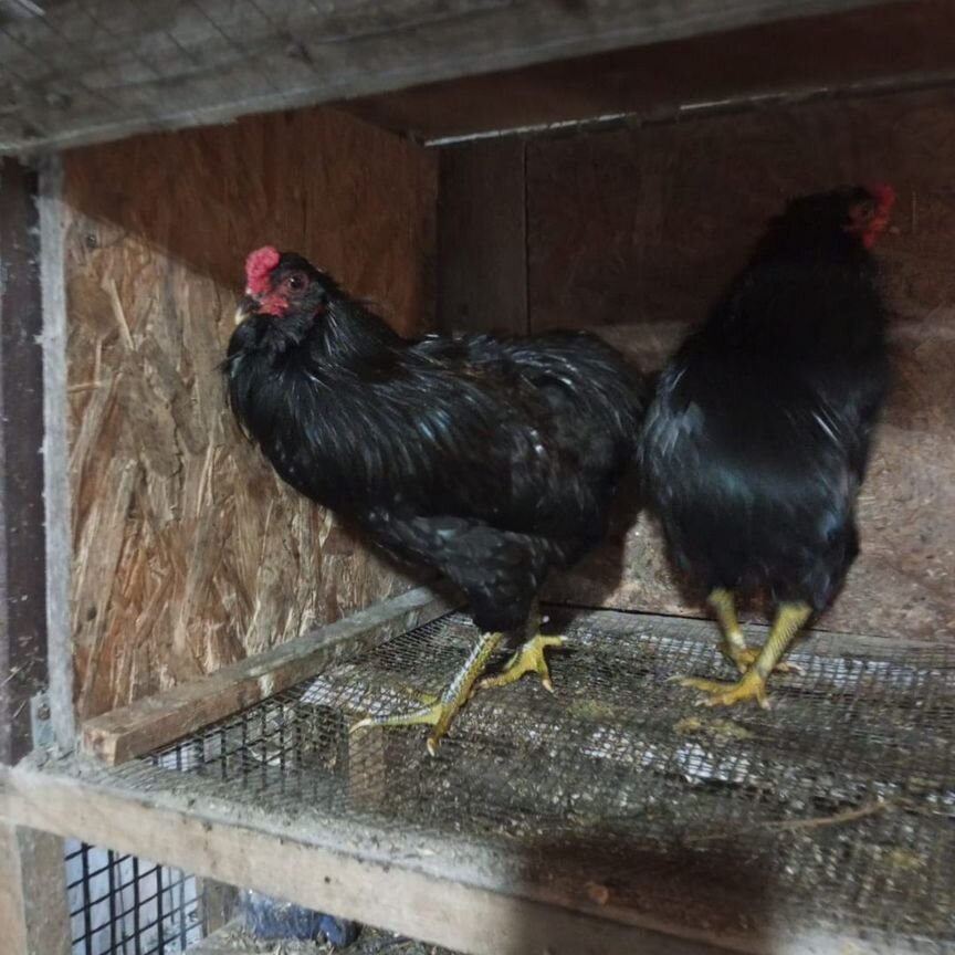 Петухи Араукан