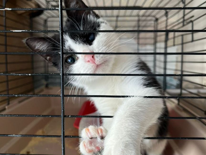 Котёнок лютик, 3 мес., черно-белого окраса