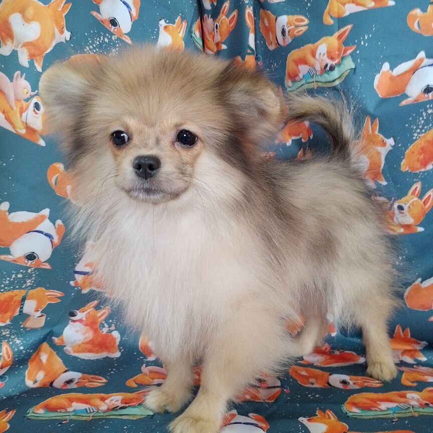 Немецкий шпиц