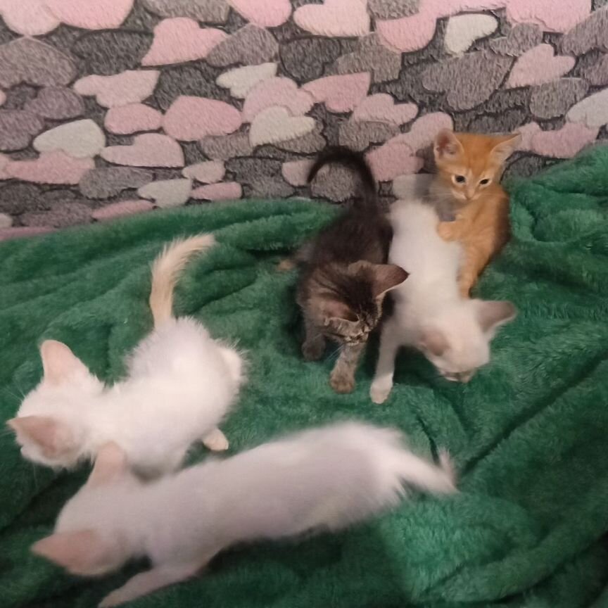 Котёнок в добрые руки