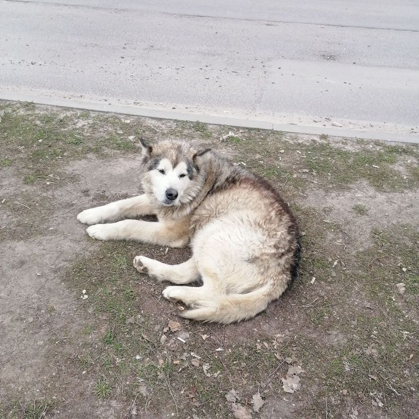 Собаки потеряшки