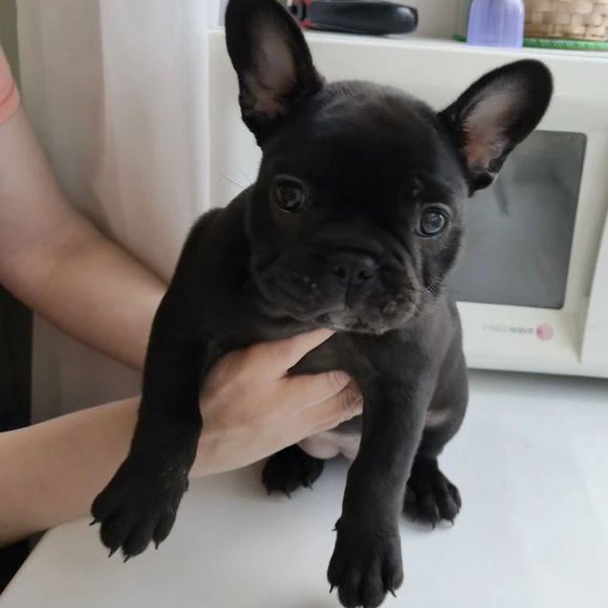 Французский бульдог, щенок